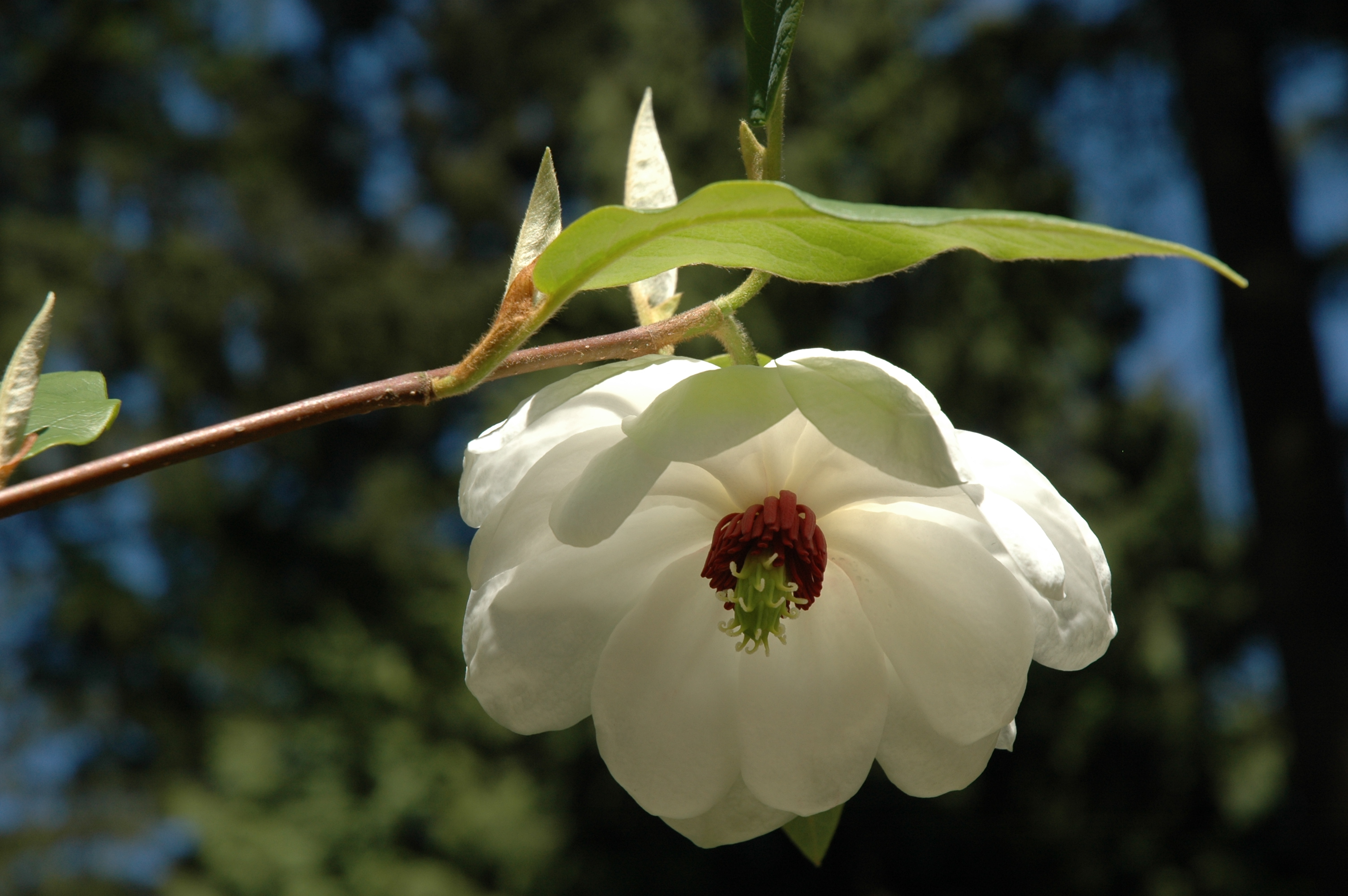 Garden Map – Rhododendron Species Botanical Garden