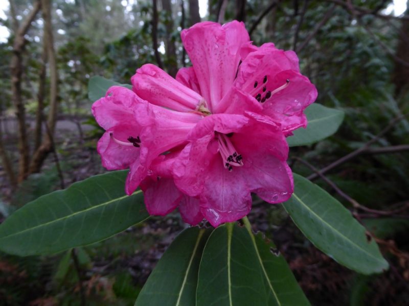Annual Meeting – Rhododendron Species Botanical Garden