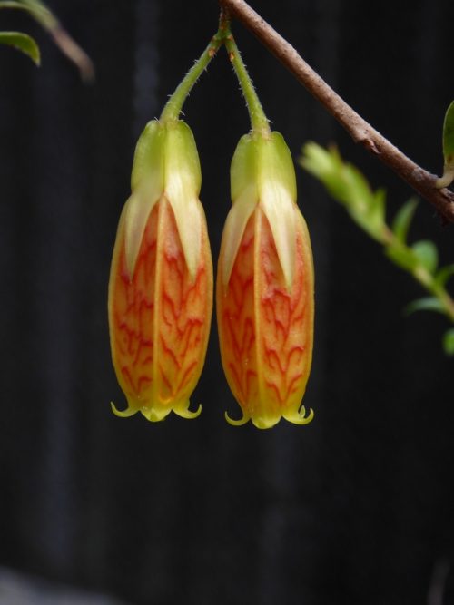 Agapetes ‘Orange Marmalade’ – Rhododendron Species Botanical Garden