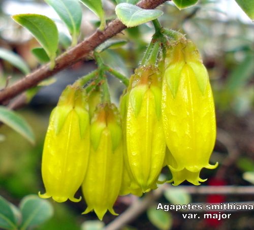 Agapetes smithiana var. major 2001/5003 – Rhododendron Species ...