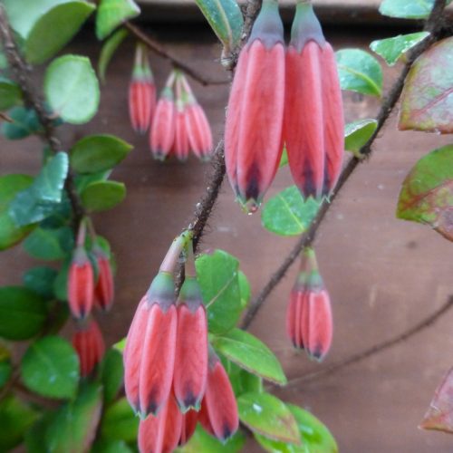 Gallery: Companion Plants – Rhododendron Species Botanical Garden