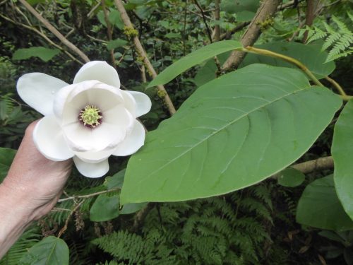 Magnolia globosa (ex.GR#0846) RSBG – Rhododendron Species Botanical Garden