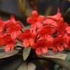 Rutherford Conservatory – Rhododendron Species Botanical Garden