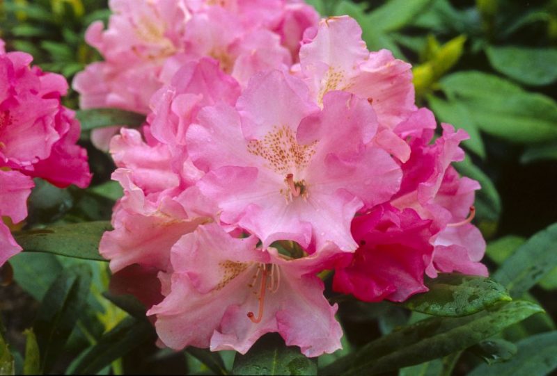 Rhododendron ‘Yaku Prince’ – Rhododendron Species Botanical Garden