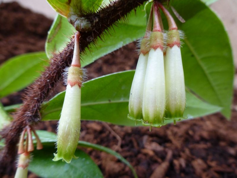 Agapetes cauliflora – Rhododendron Species Botanical Garden