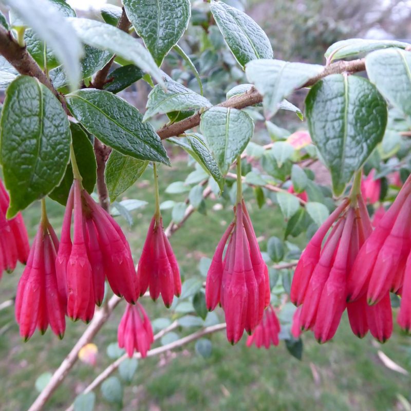 Companion Plants – Rhododendron Species Botanical Garden