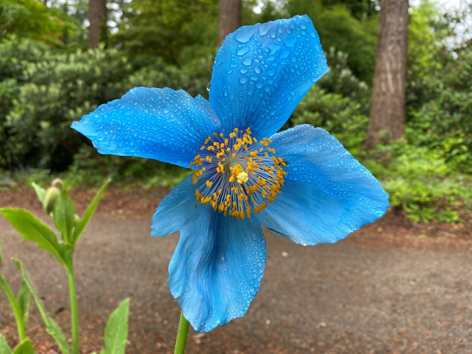 Growing Himalayan Blue Poppies in the Pacific Northwest – Rhododendron ...