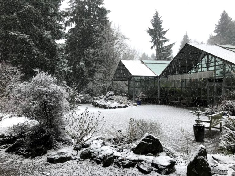 Season: Winter – Rhododendron Species Botanical Garden