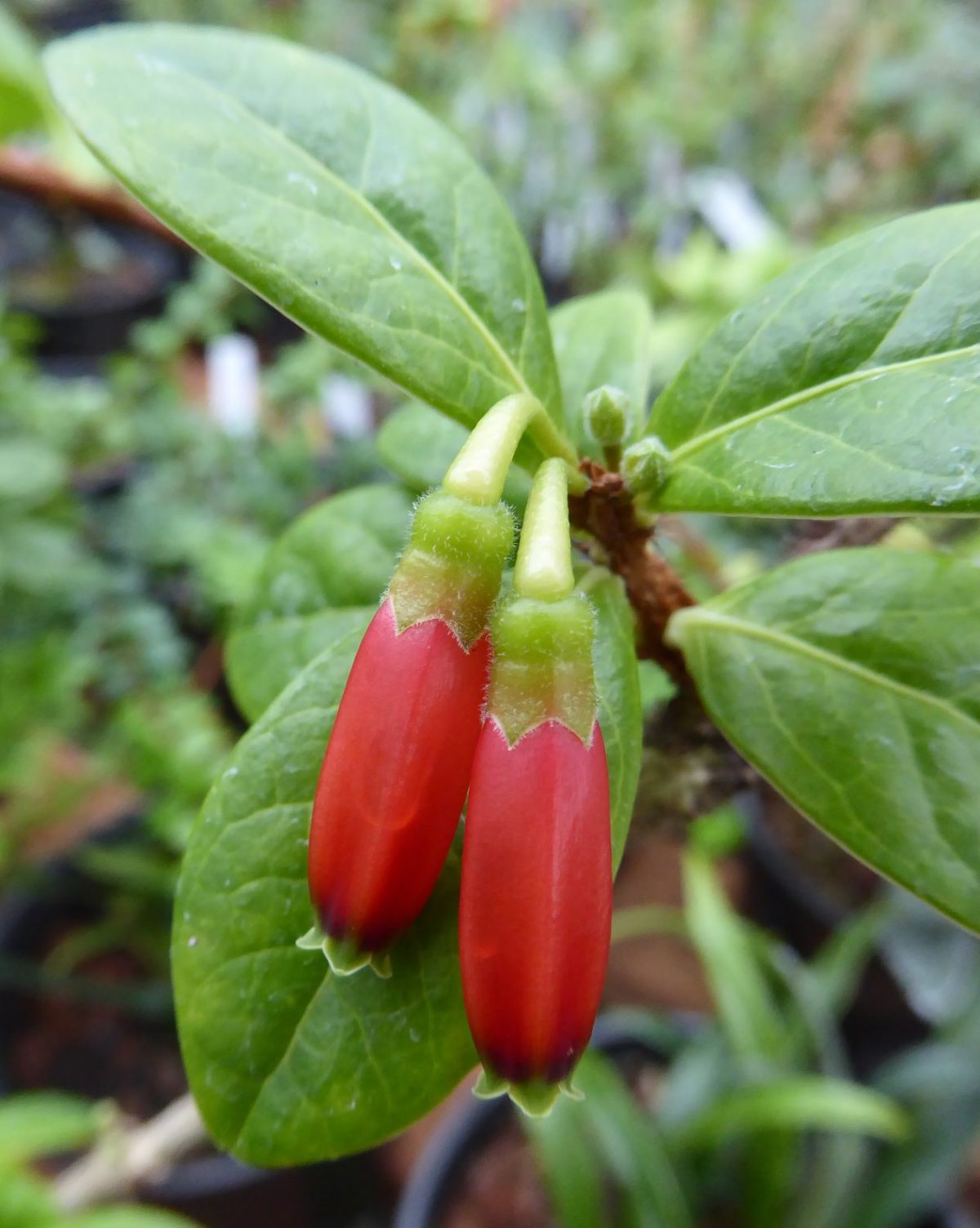 Agapetes hosseana ‘Red Elf’ – Rhododendron Species Botanical Garden