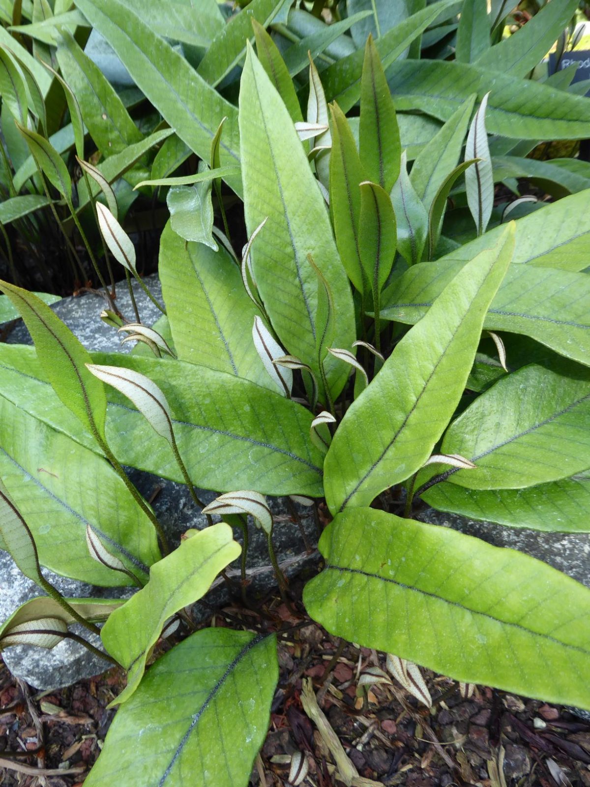 Pyrrosia species (lingua affinity?) SEH#12547 RSBG – Rhododendron ...