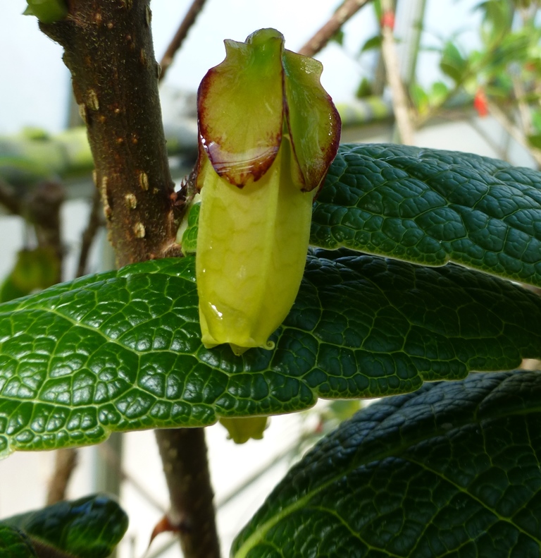 Agapetes hookeri SEH#15035 RSBG – Rhododendron Species Botanical Garden