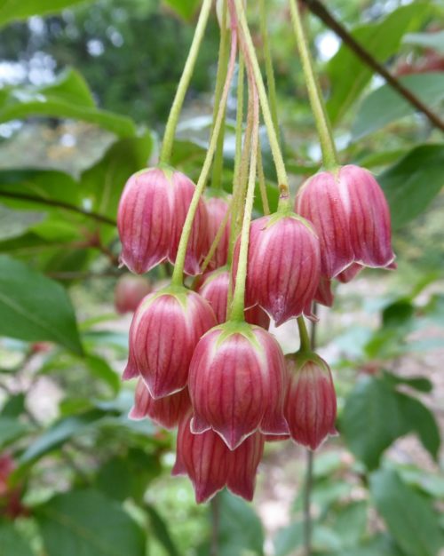 Enkianthus deflexus ex. NAPE#212 252sd2020 – Rhododendron Species ...